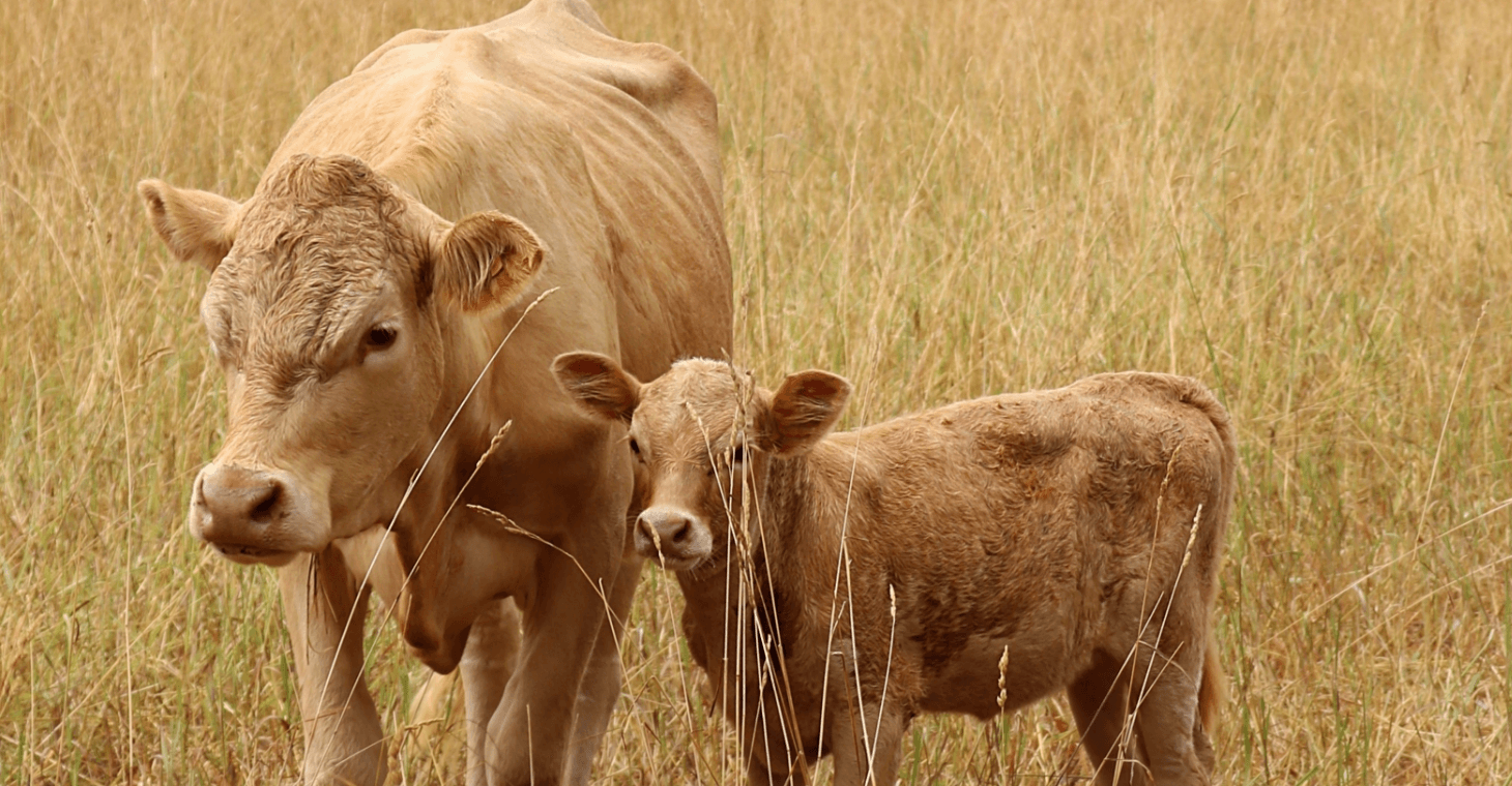 Pyramid® Vaccines | Boehringer Ingelheim