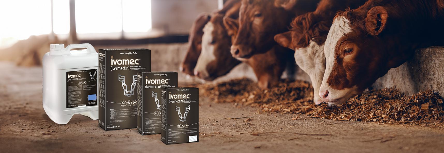 Ivomec®, le traitement antiparasitaire fiable pour les bovins ...
