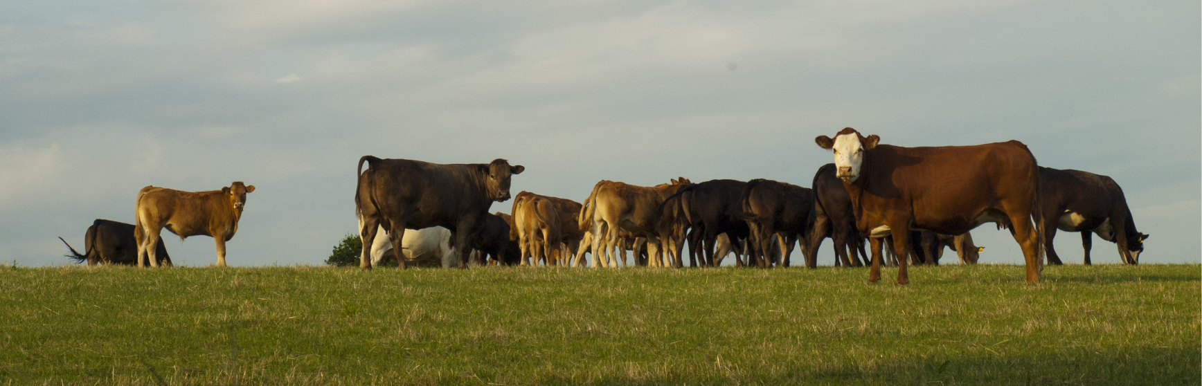 Vaccination - a cornerstone of herd health | Boehringer Ingelheim