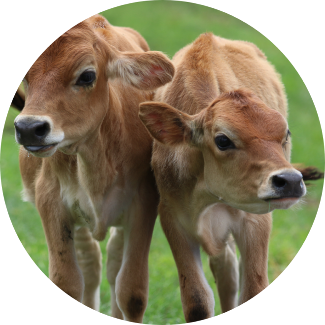 Metacam® solution for injection | Boehringer Ingelheim