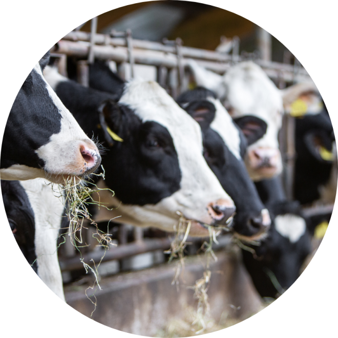 Metacam® solution for injection | Boehringer Ingelheim